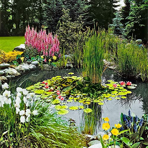 Plantes aquatiques de bassin d'agrément - LES 10 MEILLEUR(E)S EN COMPARATIF